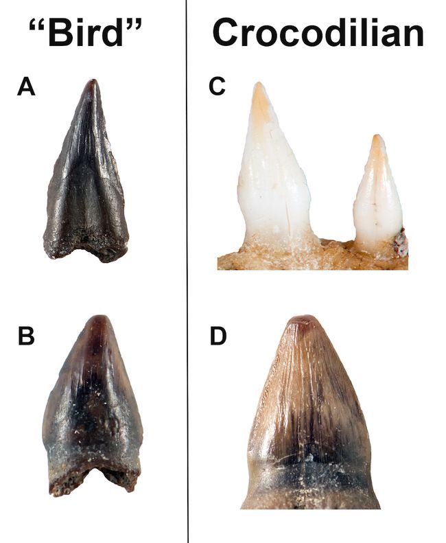 Load of Croc: 'Bird' Teeth May Actually Be from Teenage Crocodilians ...