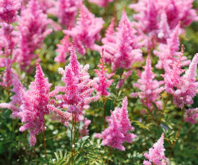 Astilbe Care Made Simple For Dynamic Summer Color | Gardening Know How