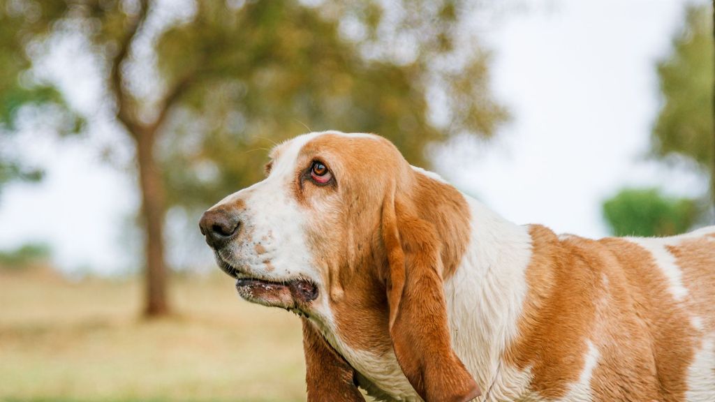 32 fun facts about basset hounds | PetsRadar