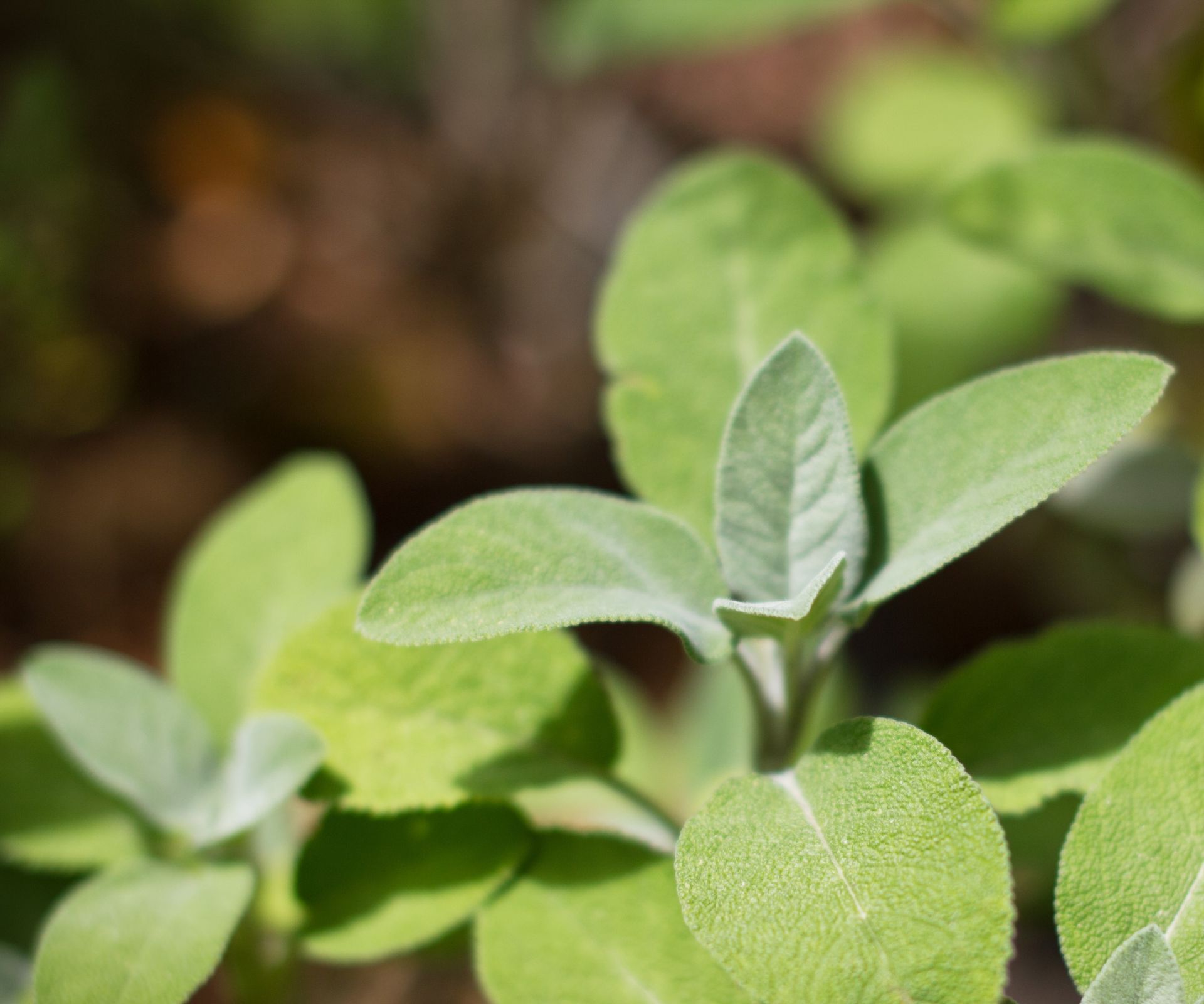 Grasshopper repellent plants: 5 plants that naturally deter | Homes and ...
