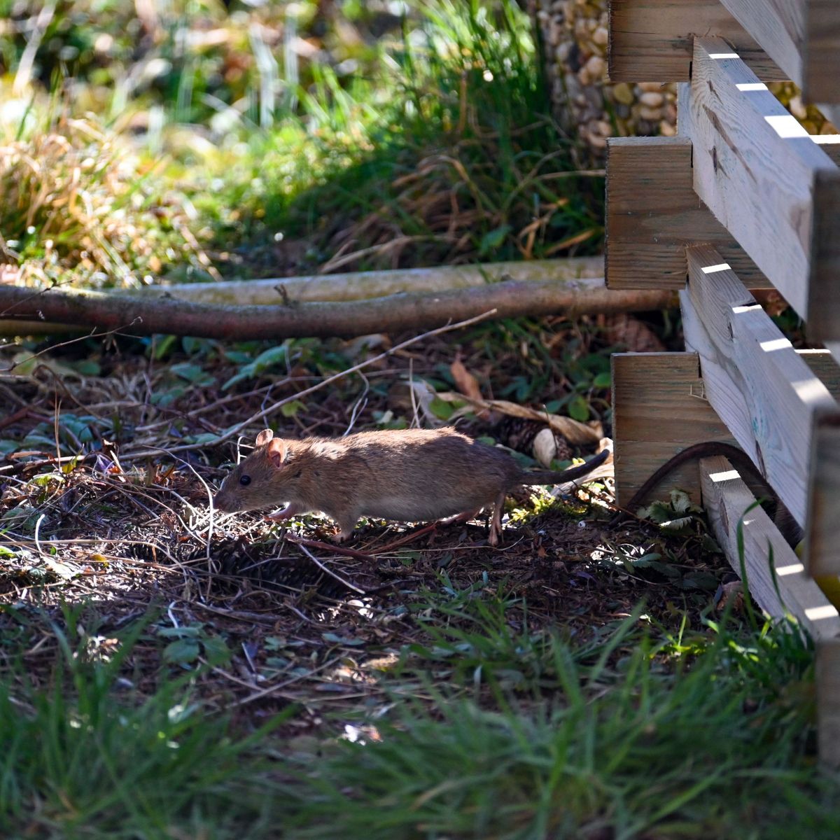How to keep rats out of a compost bin, according to experts | Ideal Home