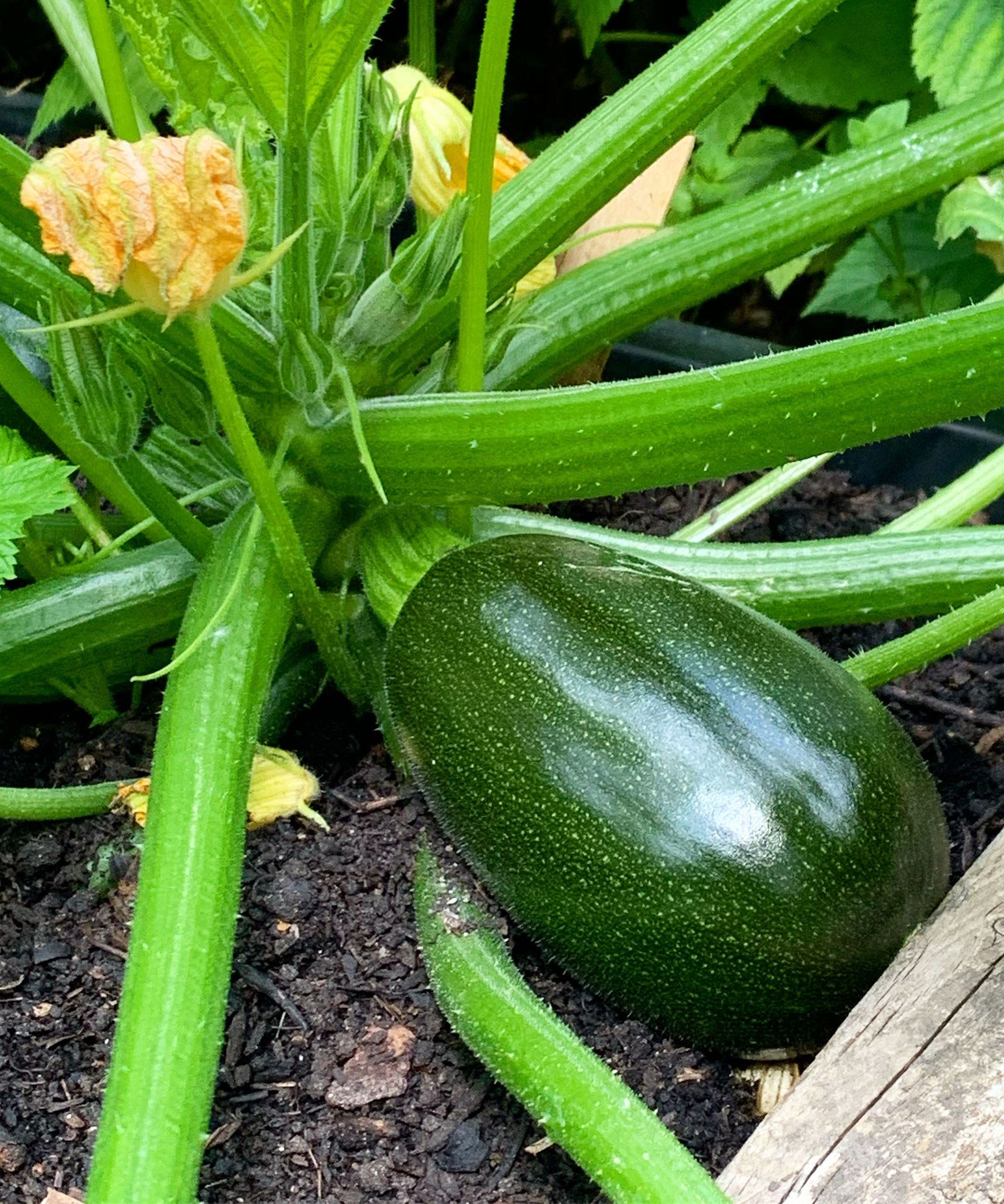 Zucchini companion plants: the best plants to grow with them | Homes ...
