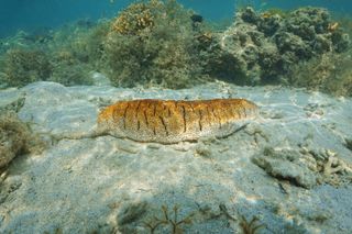 What Is a Sea Cucumber? | Live Science