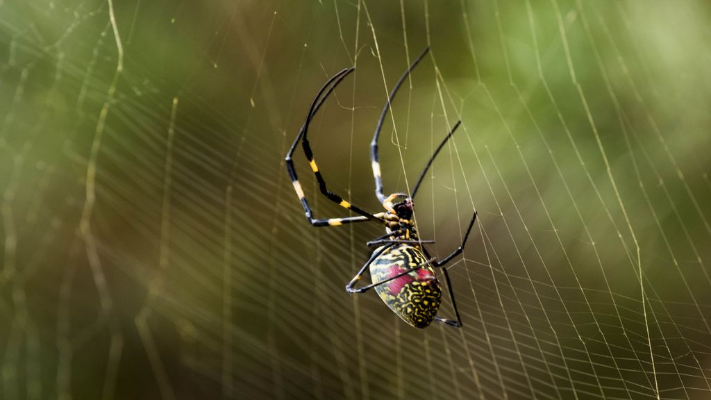 Joro spiders: What they are and how to get rid of them | Tom's Guide