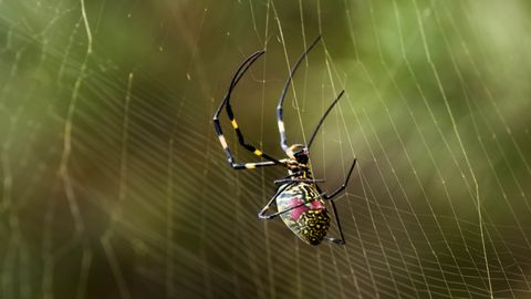 Joro spiders: What they are and how to get rid of them | Tom's Guide