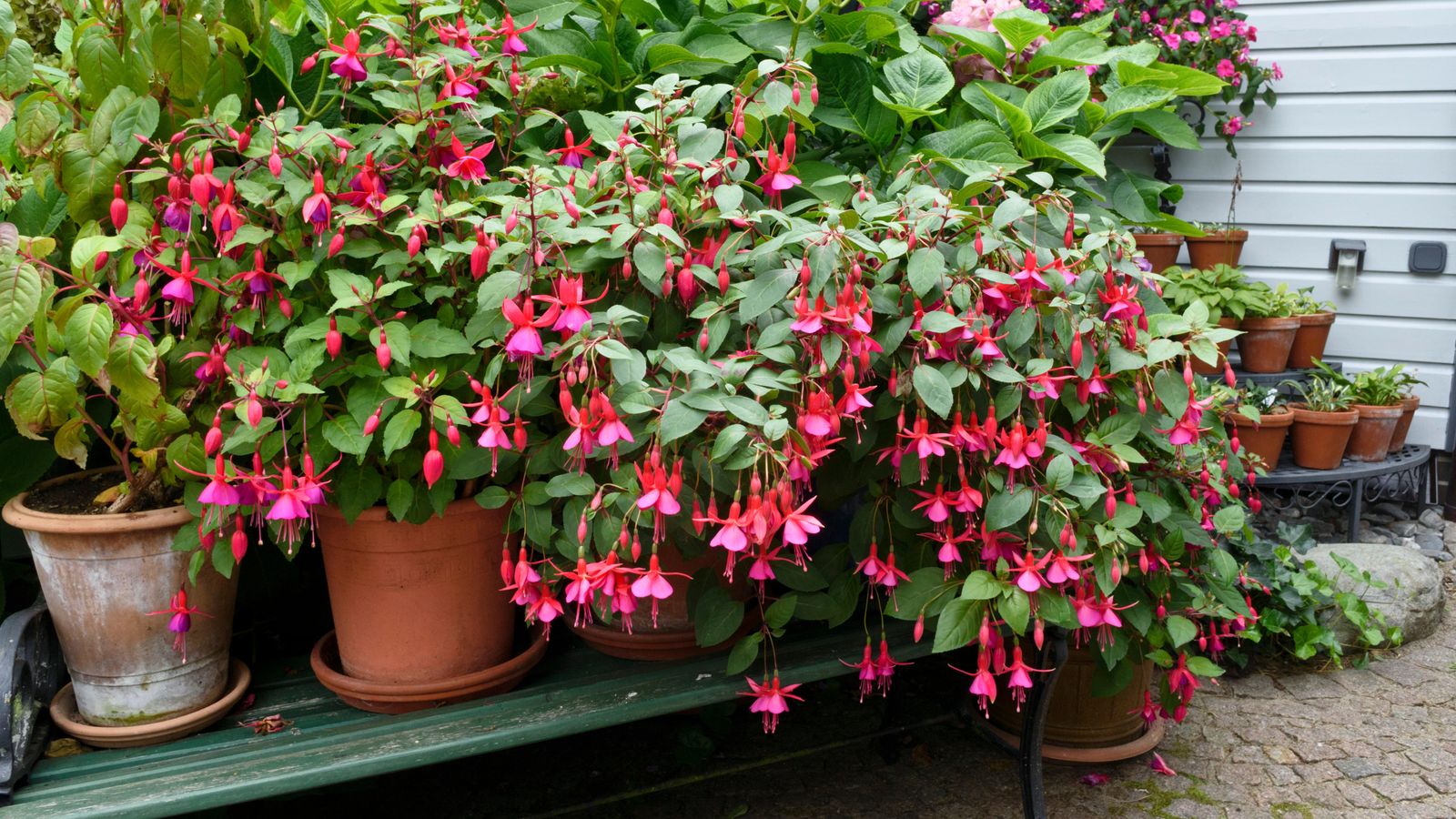 How to grow fuchsias: make them the centrepiece of your borders, pots ...