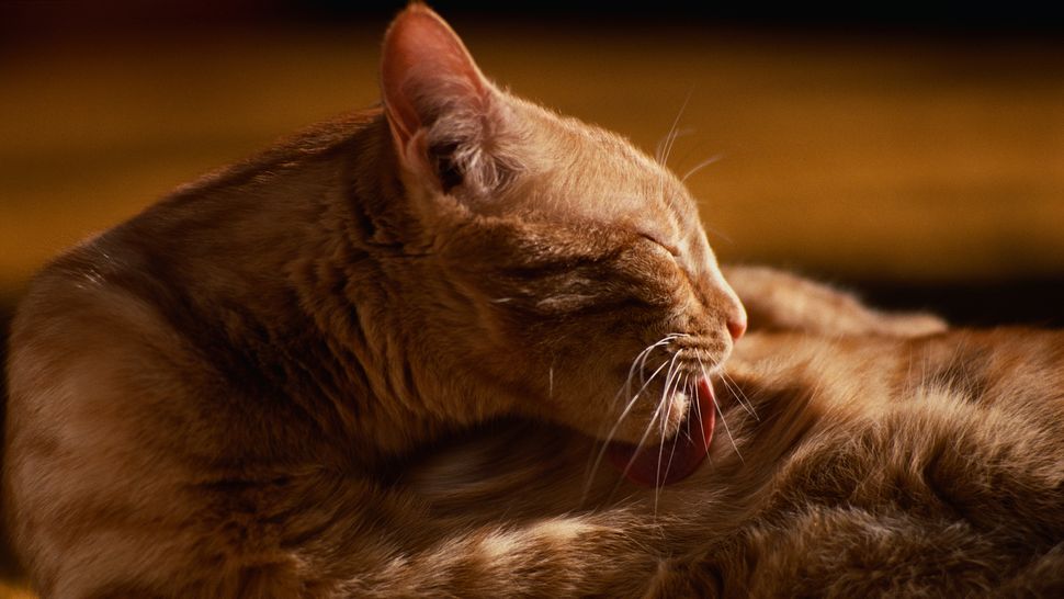 10 signs a cat is stressed and how you can help | PetsRadar