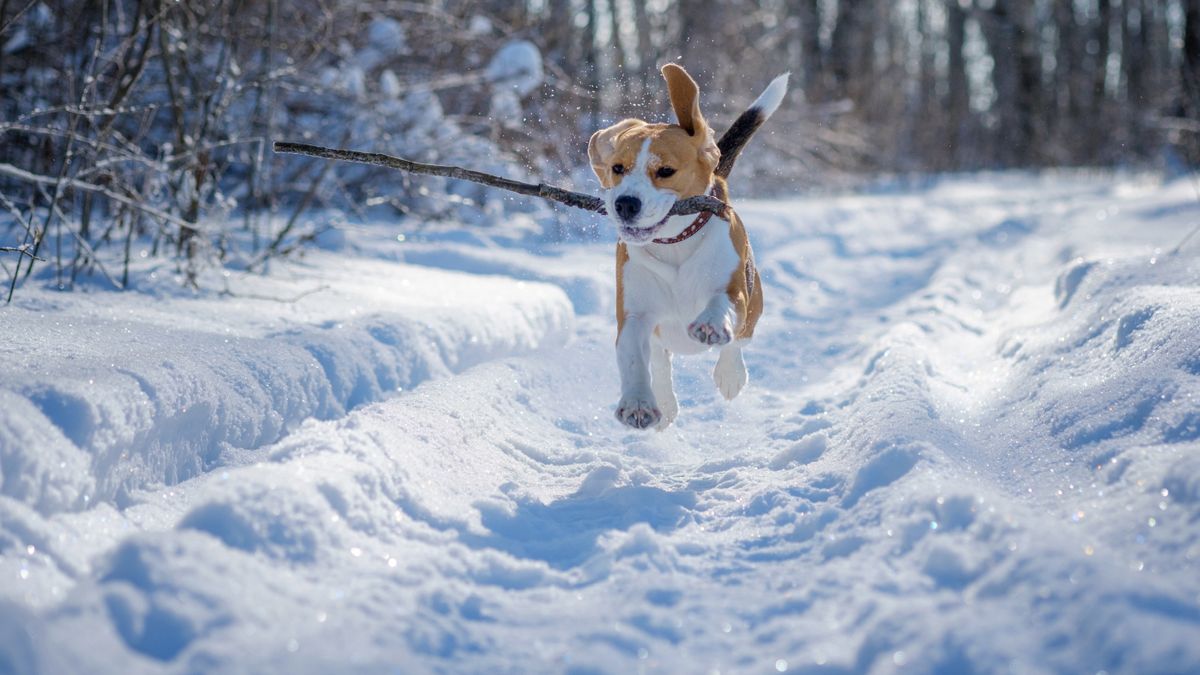 Walking dogs in the snow — 6 essential safety tips | Tom's Guide