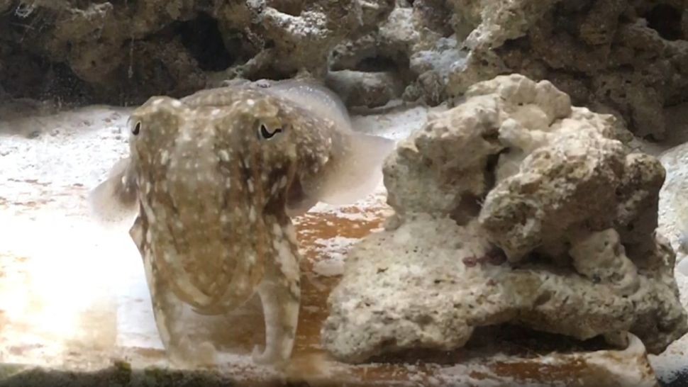 Watch cuttlefish 'waving' at each other in what scientists think might ...