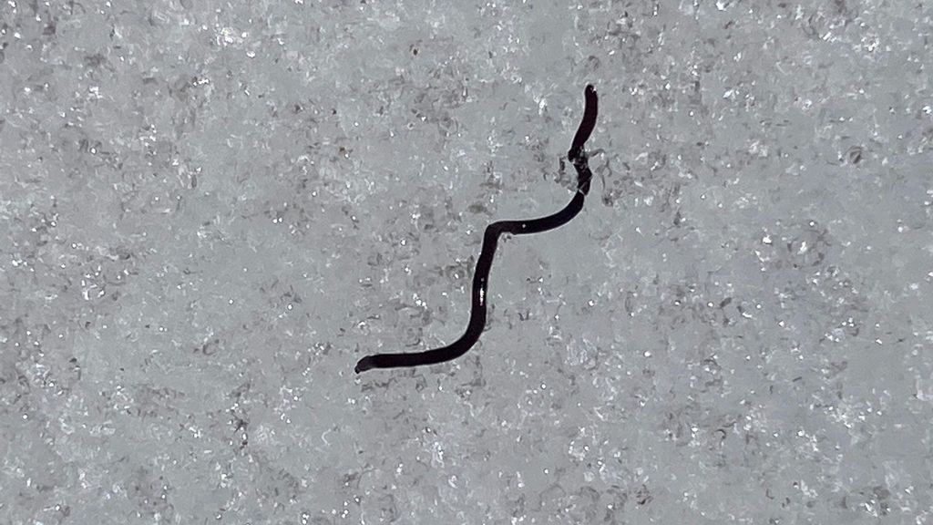 Every year, billions of black ice worms crawl from the ice on Mount ...