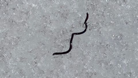 Every year, billions of black ice worms crawl from the ice on Mount ...