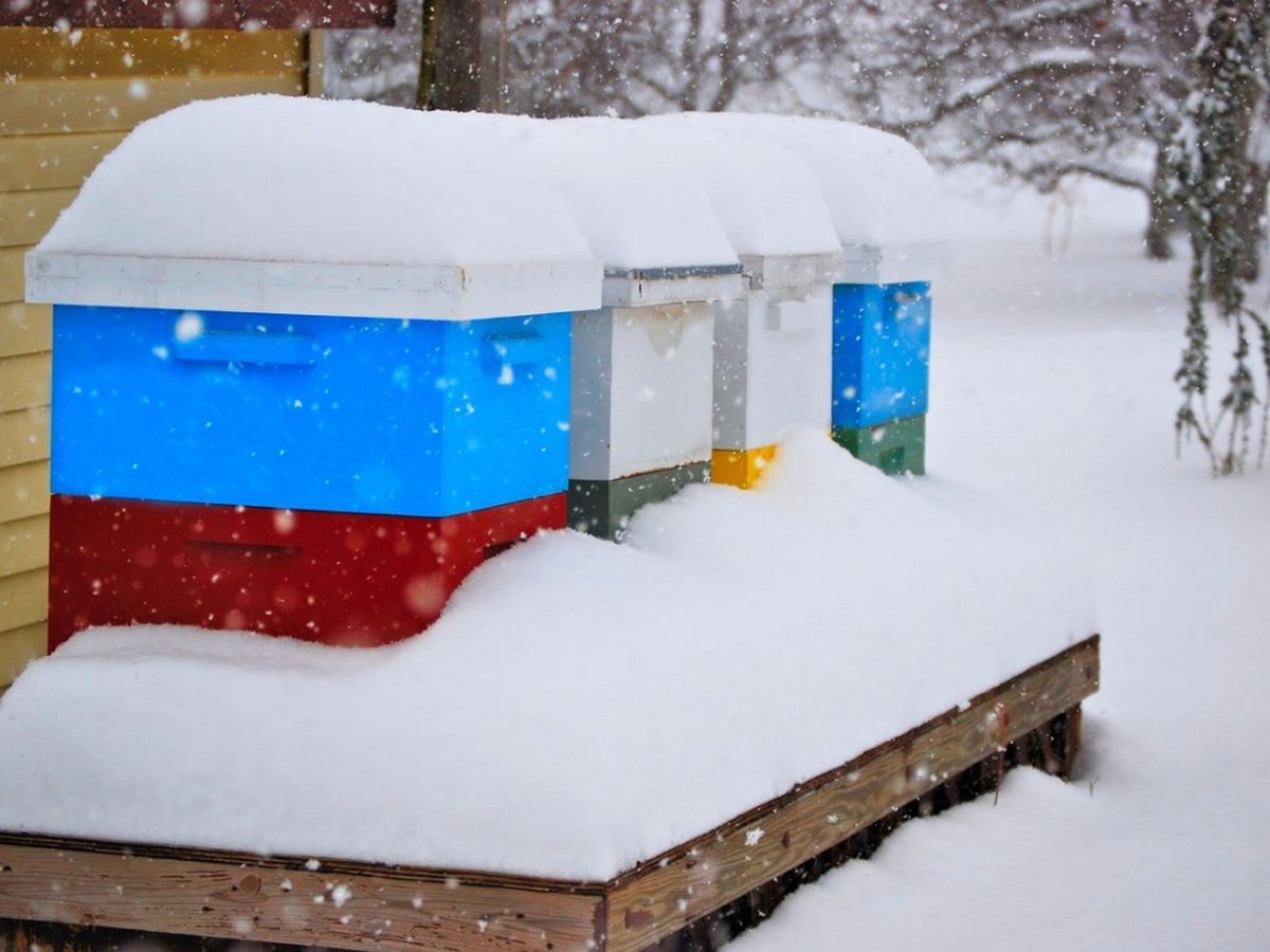 How To Winterize Bees: A Complete Guide To Winter Hive Prep | Gardening ...