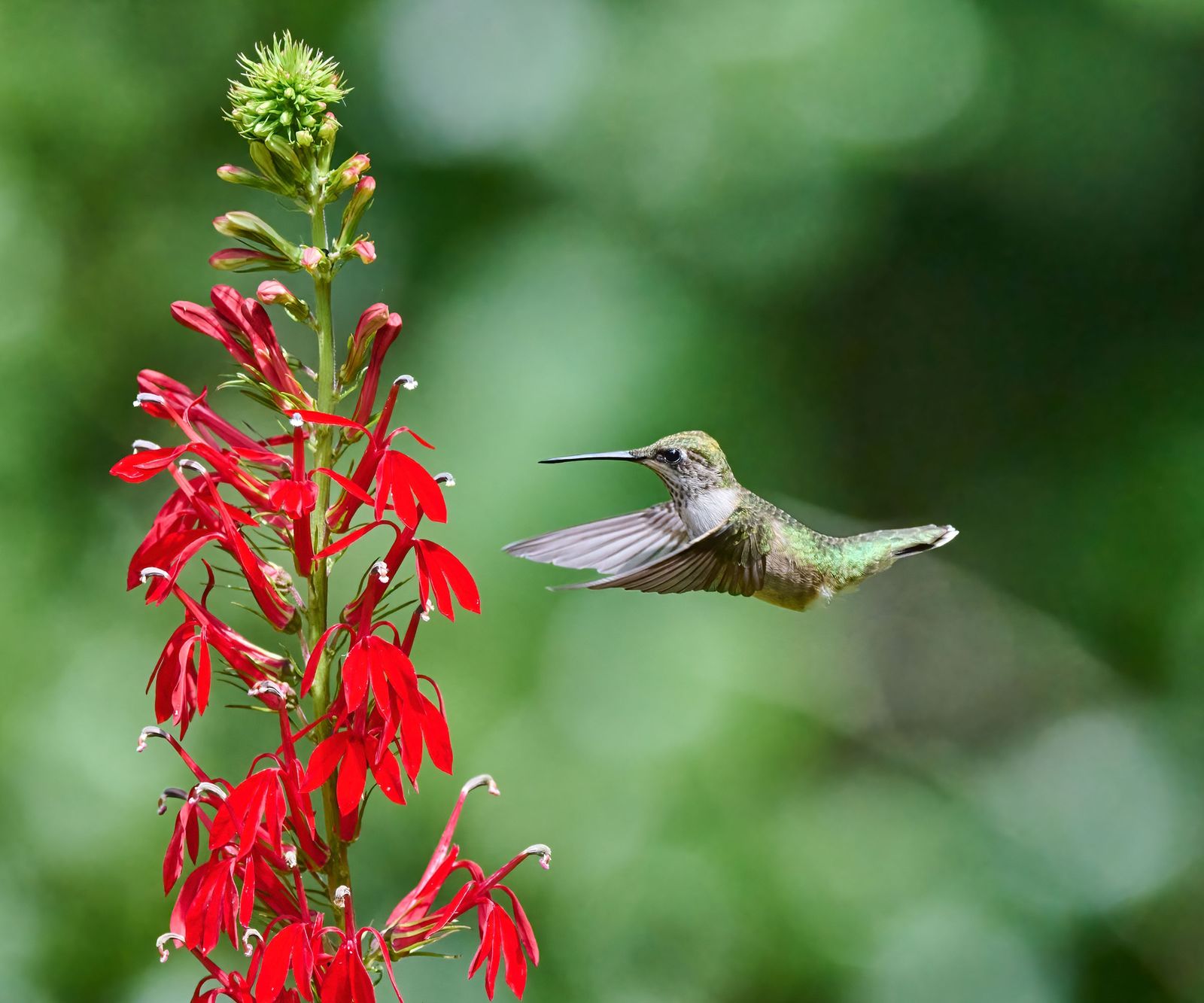 Tubular Flowers For Hummingbirds: 9 Tube-Flowered Plants | Gardening ...