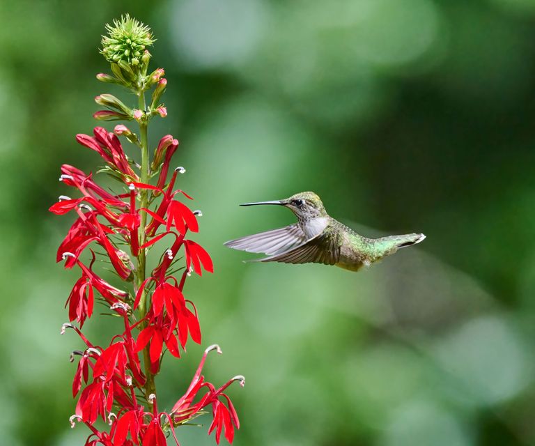 Tubular Flowers For Hummingbirds: 9 Tube-Flowered Plants | Gardening ...