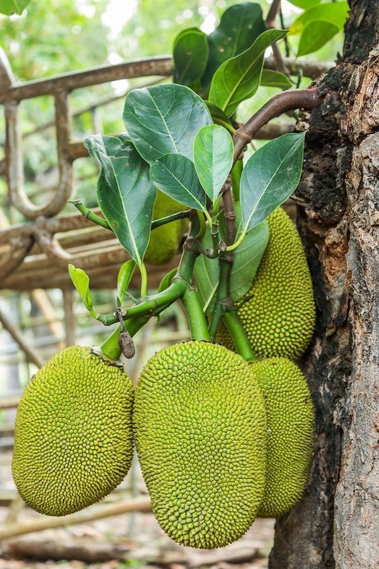 Tips For Picking Jackfruit - Learn How To Harvest Jackfruit Trees ...