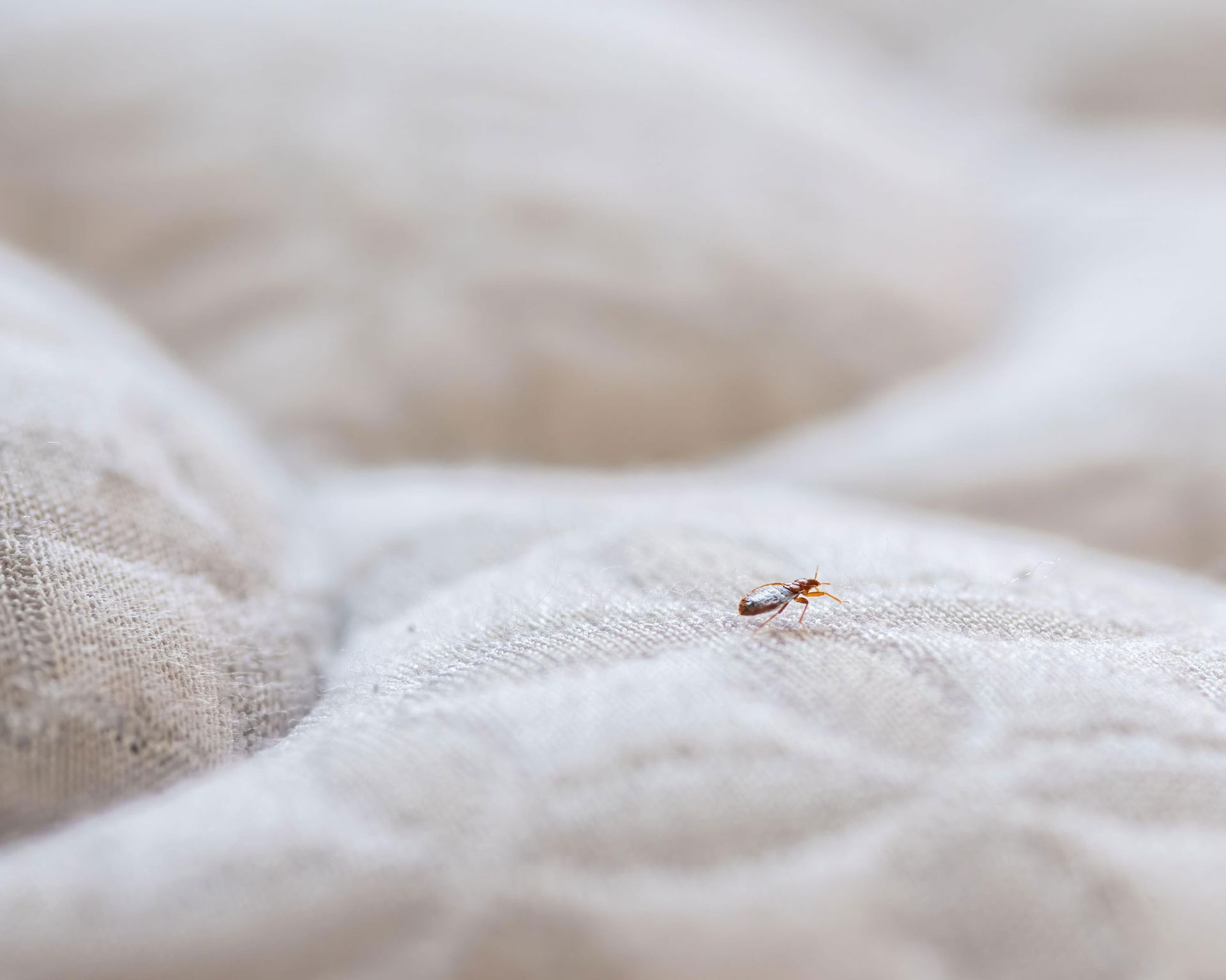 Identify indoor pests and learn how to get rid of them | Homes and Gardens