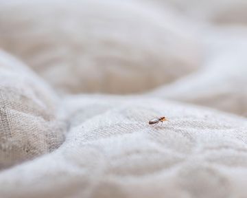 Identify indoor pests and learn how to get rid of them | Homes and Gardens