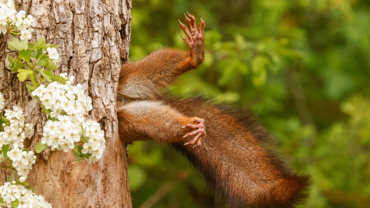 A stuck squirrel gets its nut! The hilarious winning images of the ...