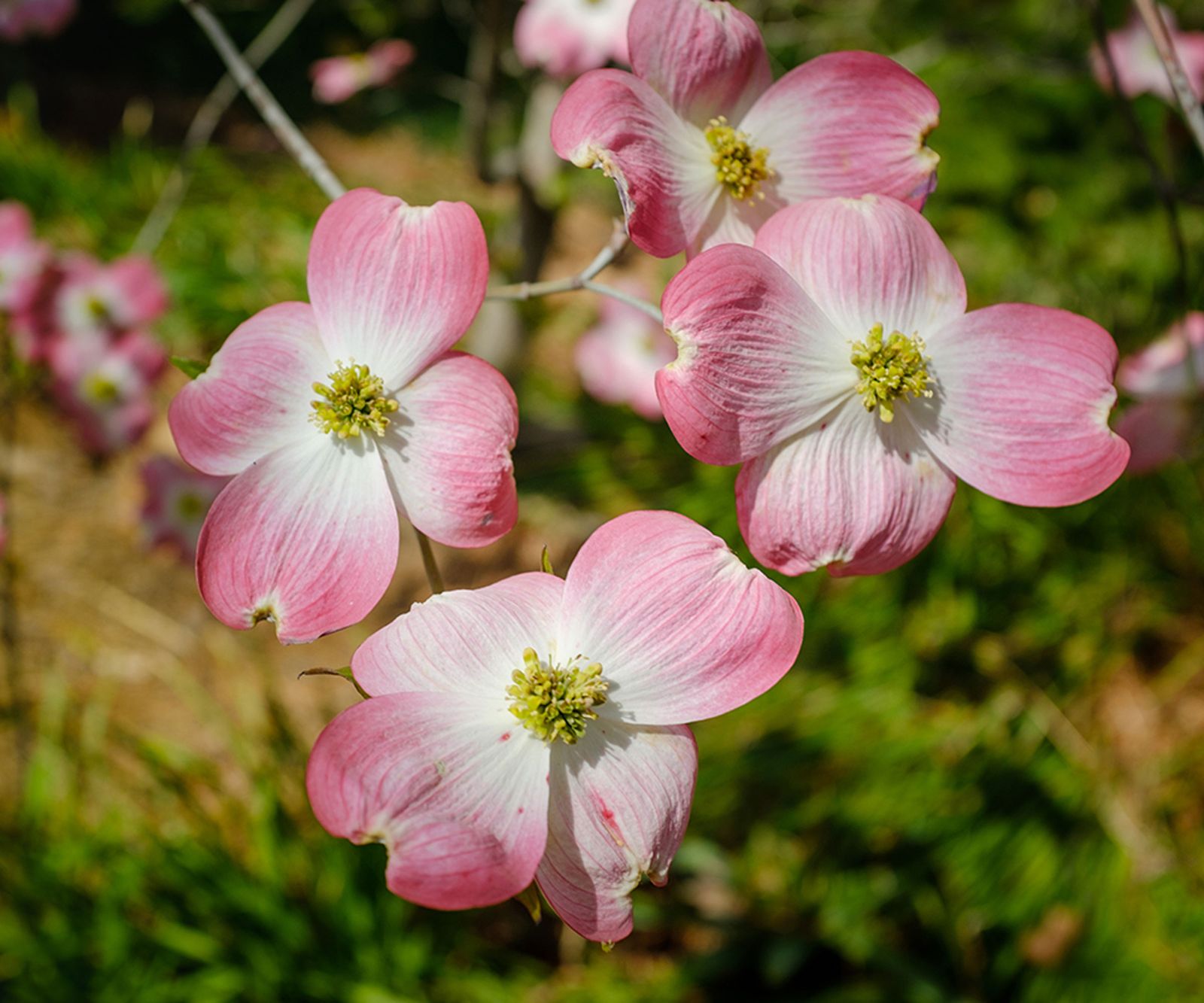 7 of the best trees for climate change | Homes and Gardens