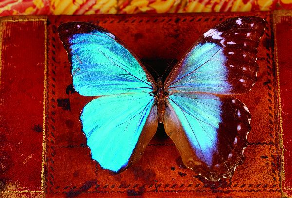 Image Gallery: Stunning Dual-Sex Animals | Live Science