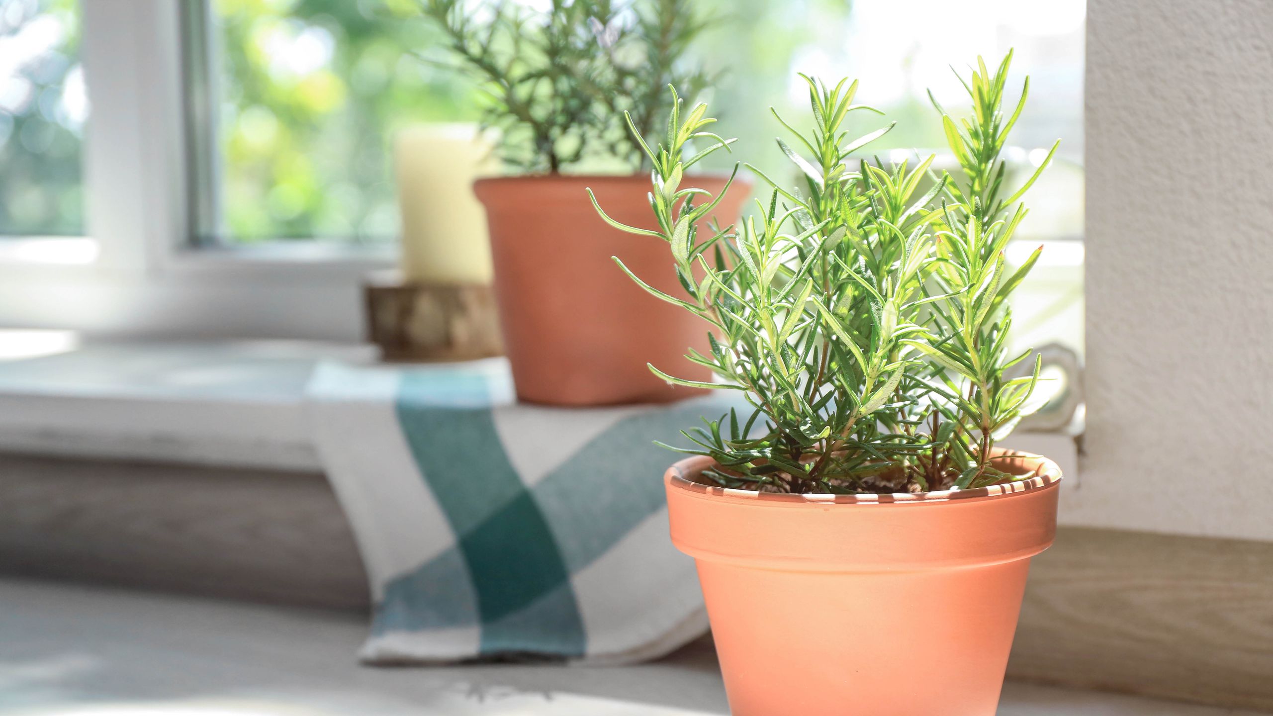 Here’s why people are burning rosemary in their homes this October ...