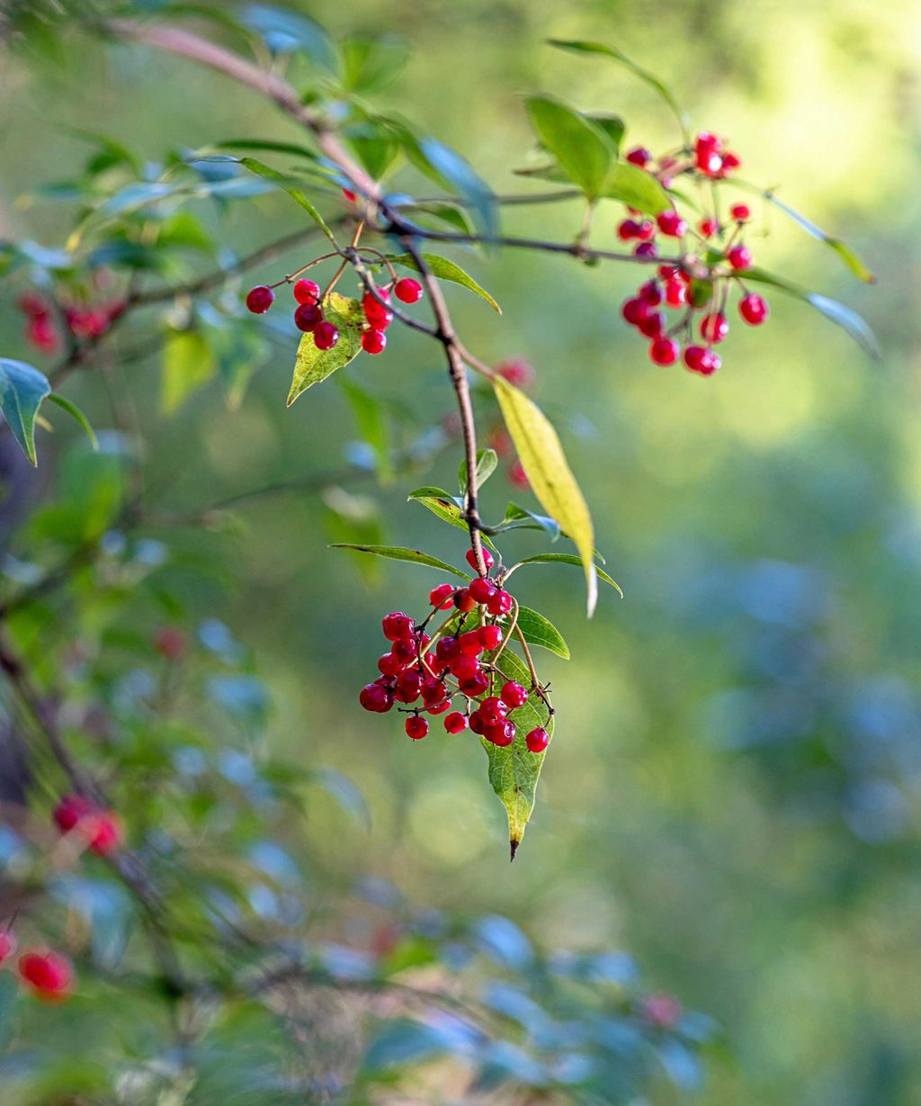 Shrubs with winter berries: 10 colorful choices | Homes and Gardens
