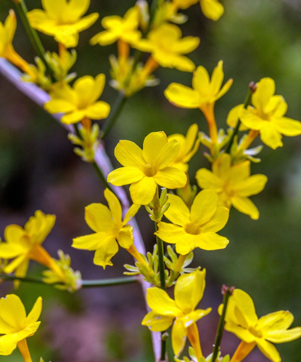 Best winter flowering shrubs: 11 picks for seasonal blooms | Gardeningetc