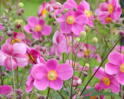 Pink flowers: 16 pretty perennials | Gardeningetc