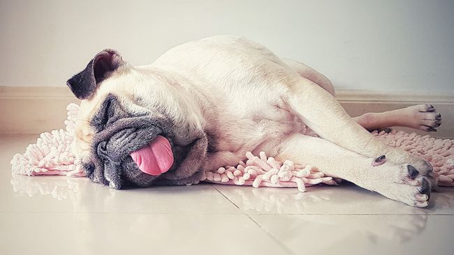 20 laziest dog breeds | PetsRadar