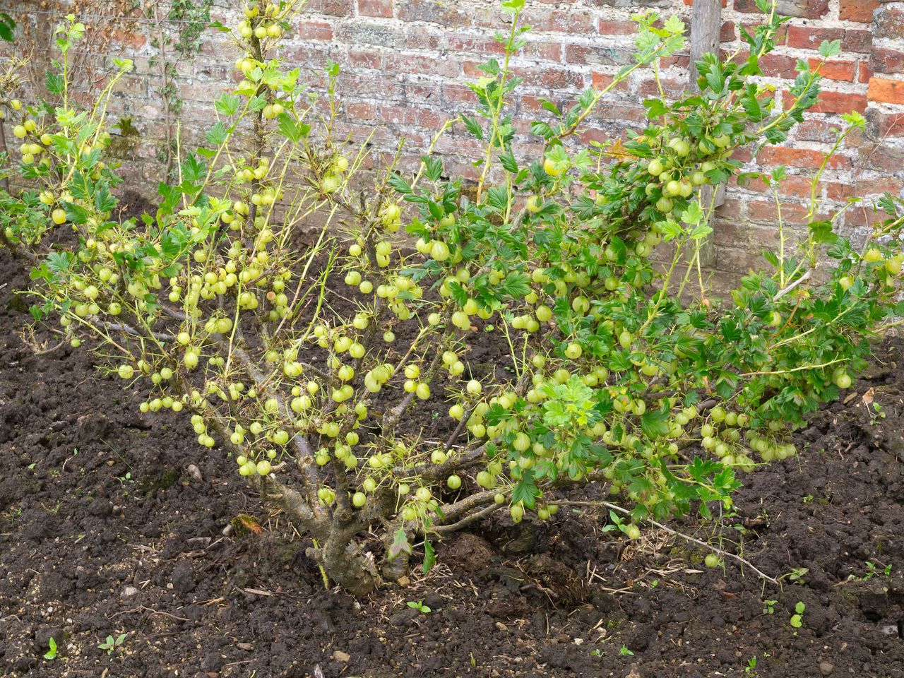 how to grow gooseberries: an expert guide | Homes and Gardens