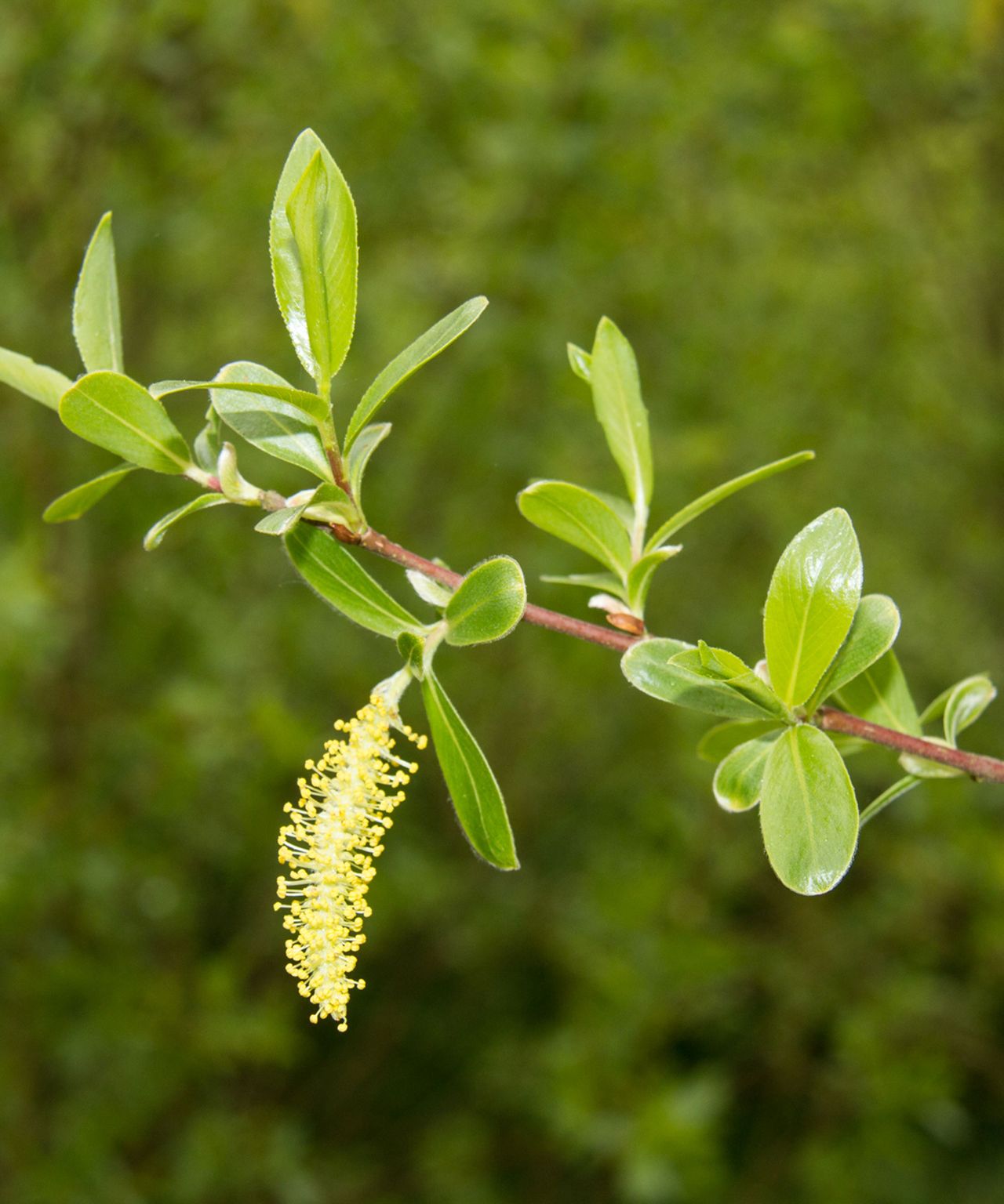 How to identify British trees – by leaf, fruit, shape, size, bark and ...