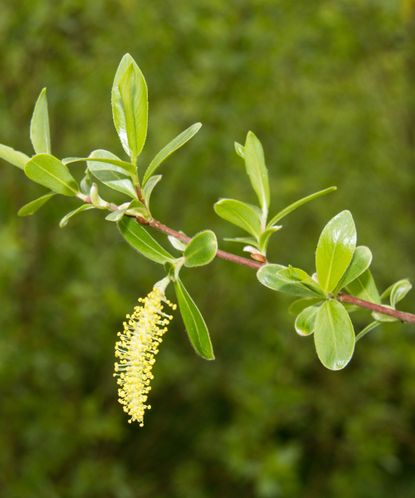 How to identify British trees – by leaf, fruit, shape, size, bark and ...