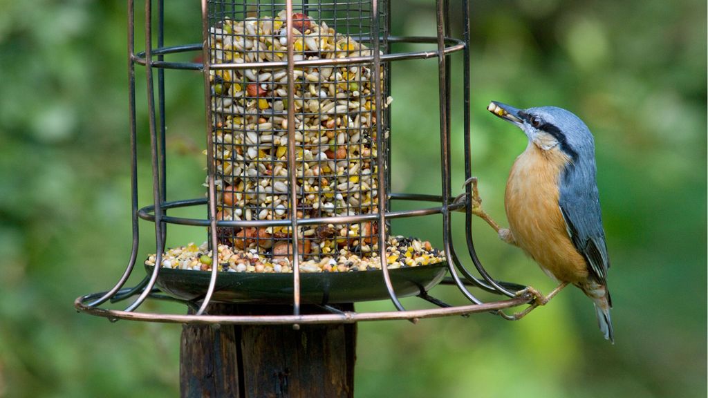 Why you should put pasta in a bird feeder: expert insights | Homes and ...