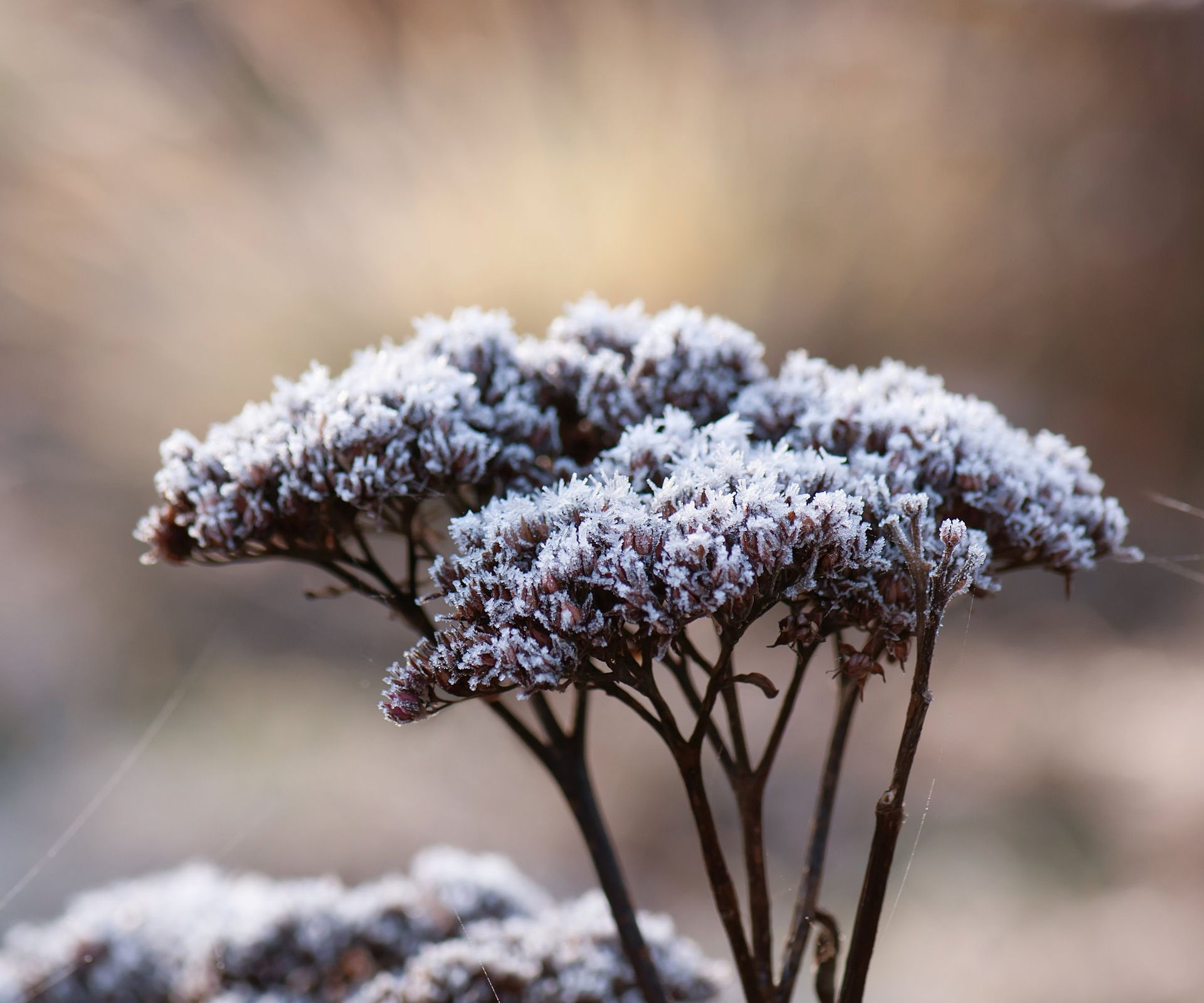 When to cut back sedum for winter - time your prune properly | Homes and Gardens