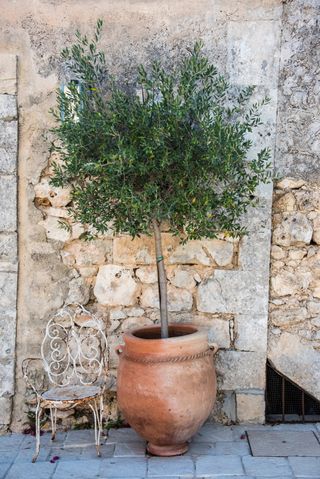 Best trees to grow in pots – 7 types that will thrive in containers ...