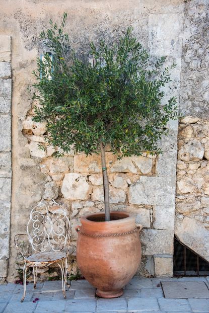 Best trees to grow in pots – 7 types that will thrive in containers ...