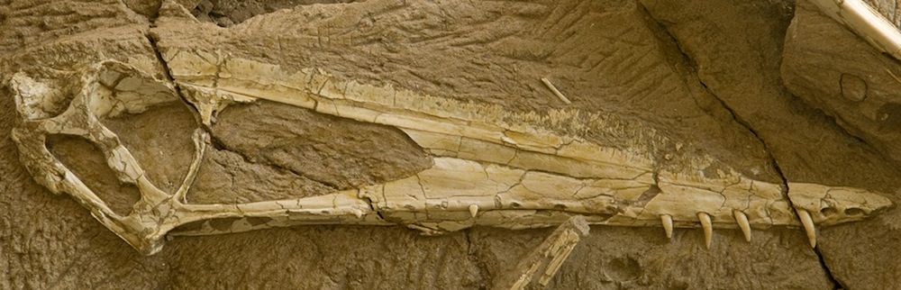 Photos: Ancient pterosaur eggs and fossils uncovered in China | Live ...