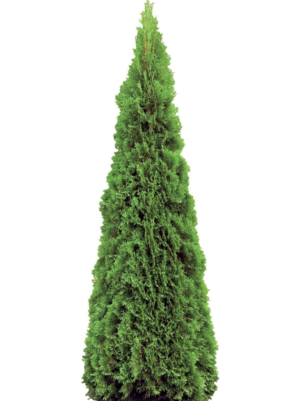 Arborvitae Emerald Green - How To Grow Emerald Green Arborvitae Plants ...