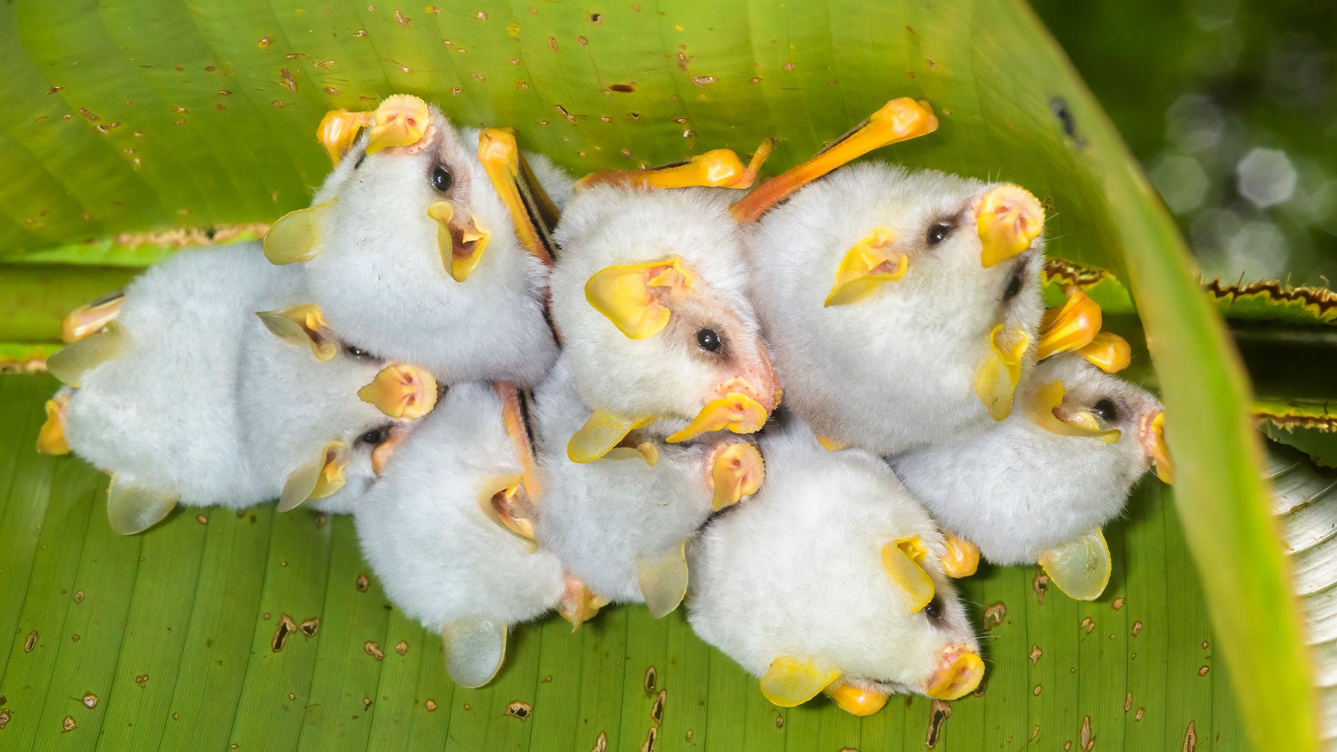 Honduran white bats: The fluffy little bats that roost together in leaf tents | Live Science