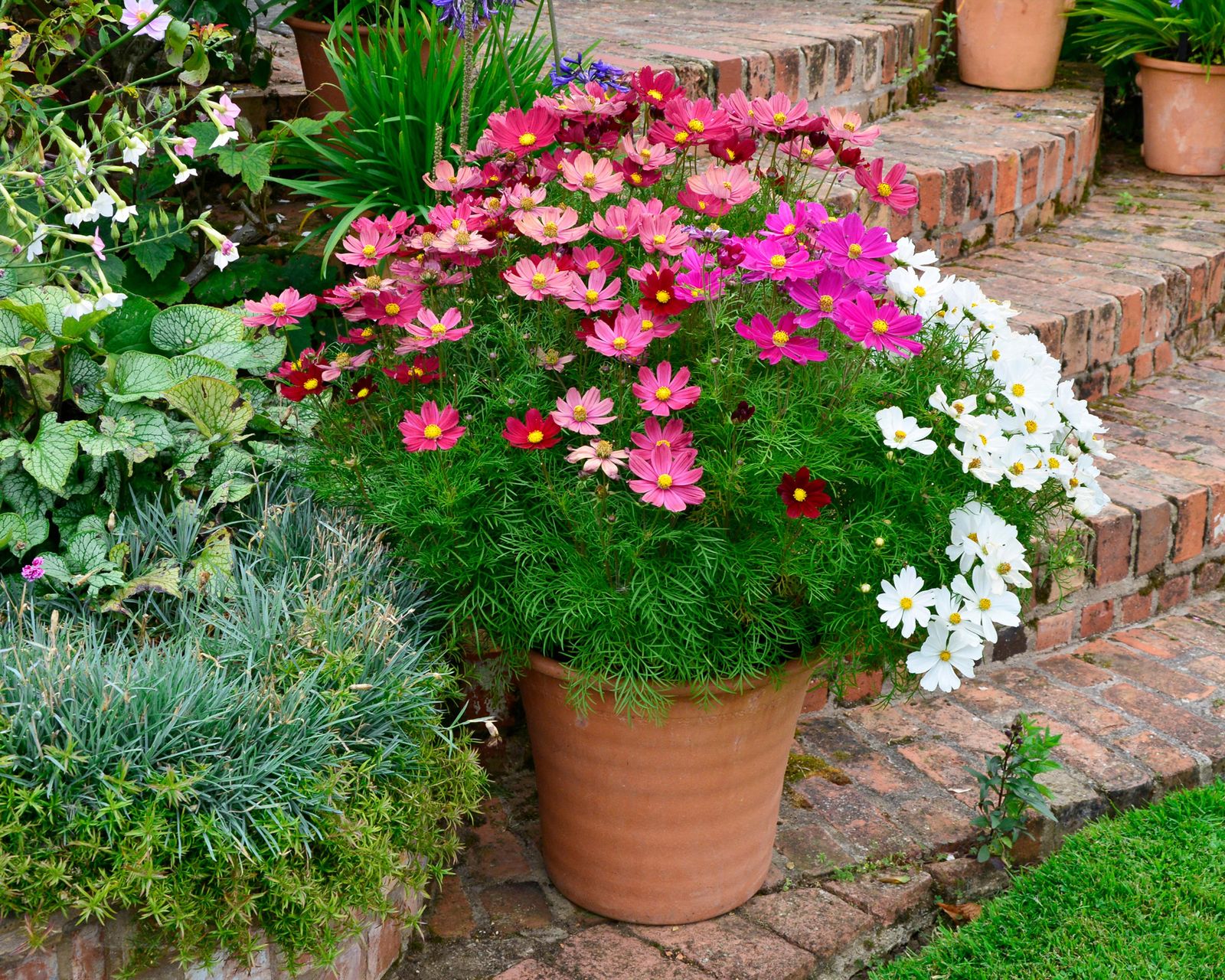 Cosmos care and growing guide: expert tips for summer blooms | Gardeningetc