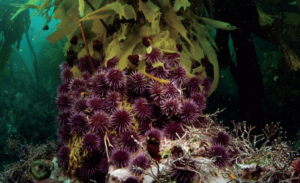 In Photos: The Stunning Sea Life 'Stars' of 'Big Pacific': Page 2 ...