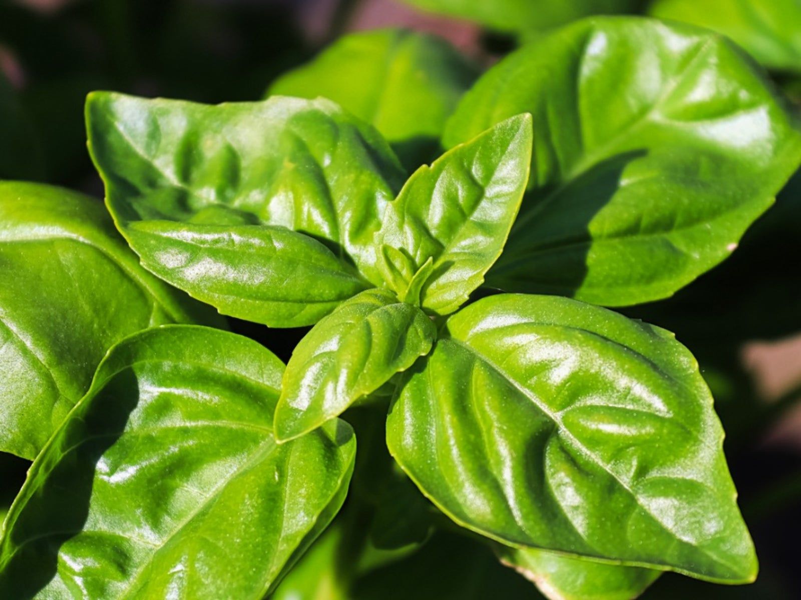 Growing Herbs In Full Sun: Which Herbs Like Full Sun | Gardening Know How