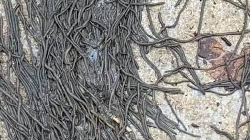 Bizarre 'worm tornado' in New Jersey has scientists baffled | Live Science