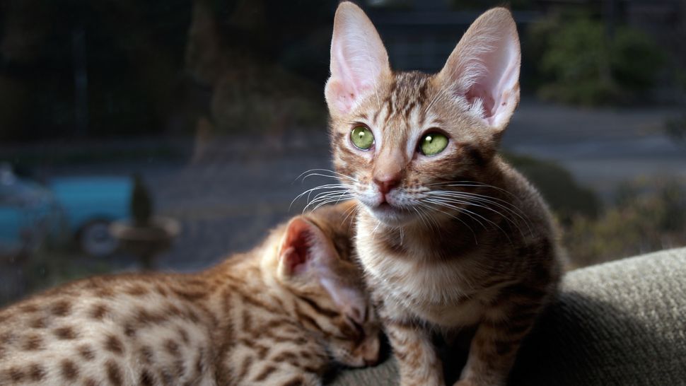 Wild cat breeds: 20 cats with exotic roots | PetsRadar