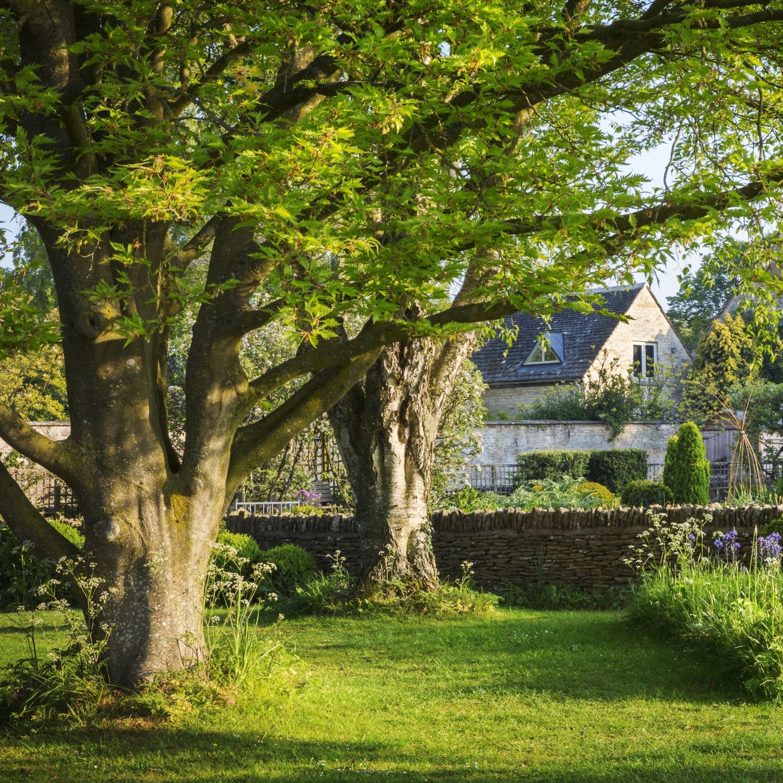 Can I cut the roots of my neighbour's tree if they're in my garden ...