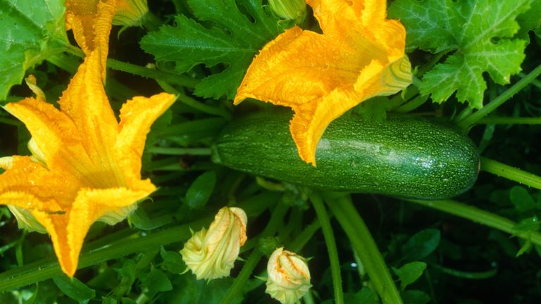 How to grow courgettes in pots to enjoy a plentiful supply | Ideal Home