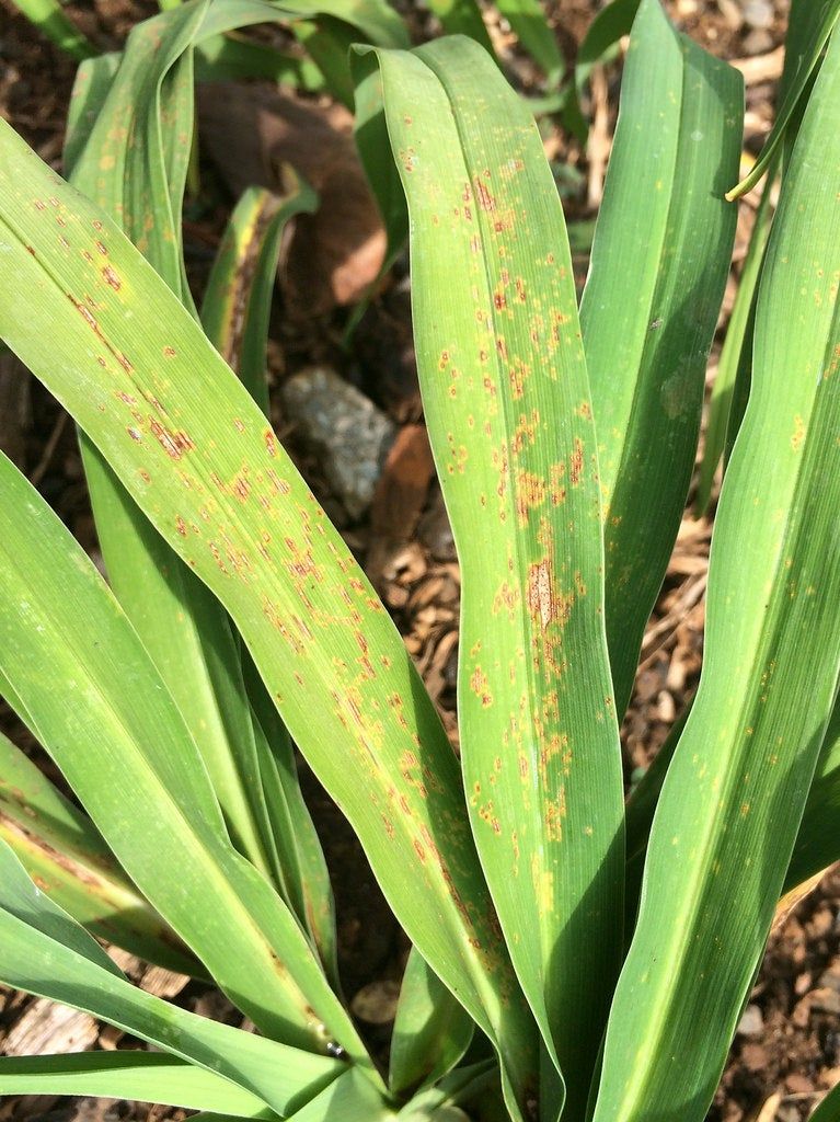 Rust On Daylily Plants: Learn How To Treat Daylily Rust | Gardening ...