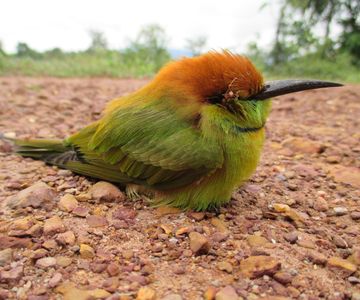 What’s The Deal With Anting Birds? Anting Antics Of Birds | Gardening ...