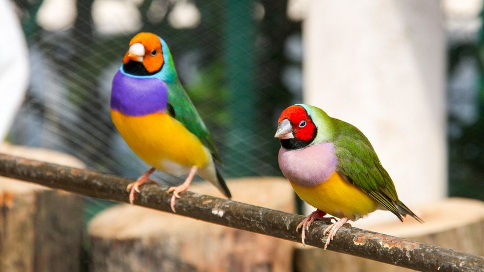 32 of the most colorful birds on Earth | Live Science