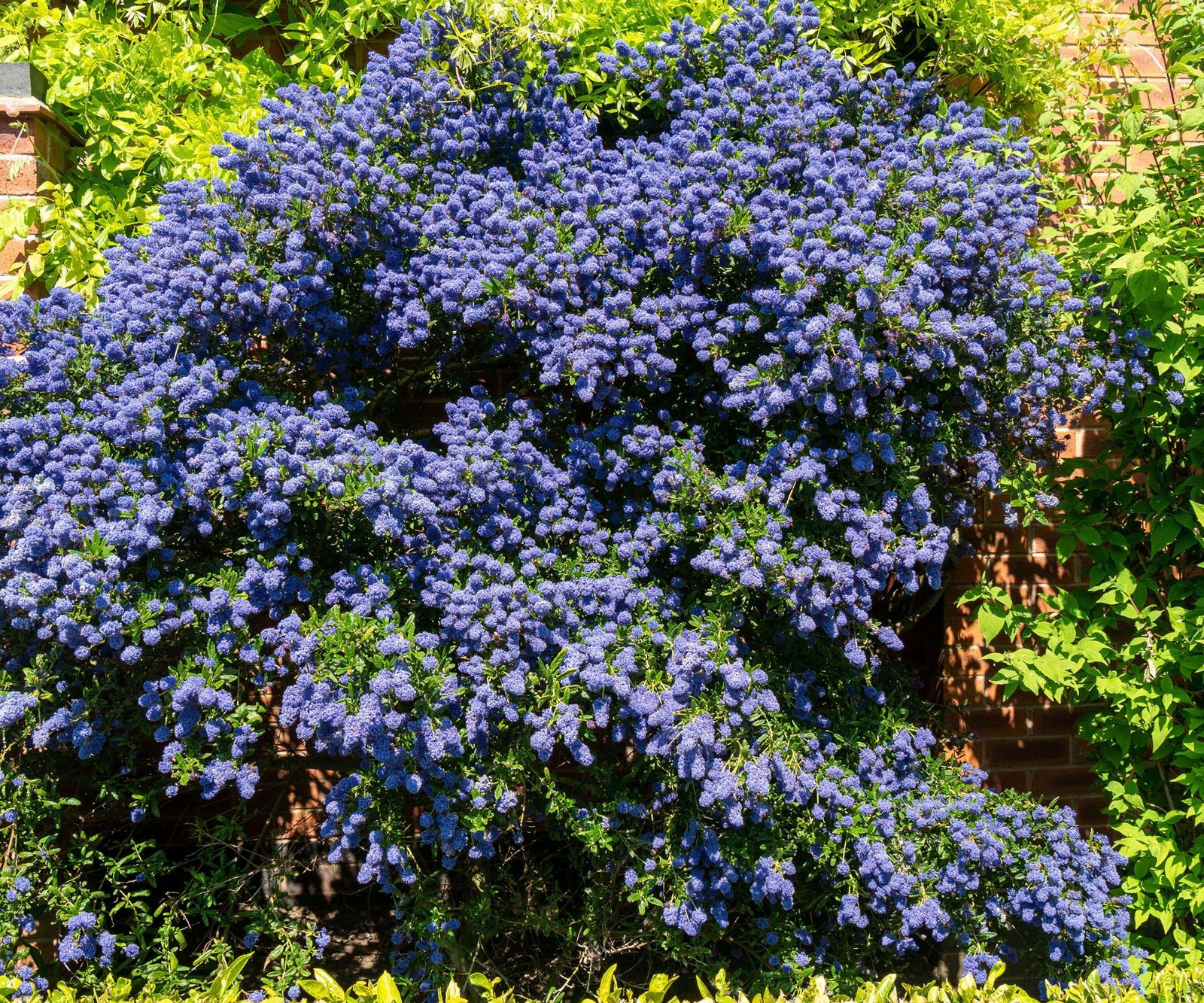 Best plants for privacy: 10 effective screening options | Homes and Gardens